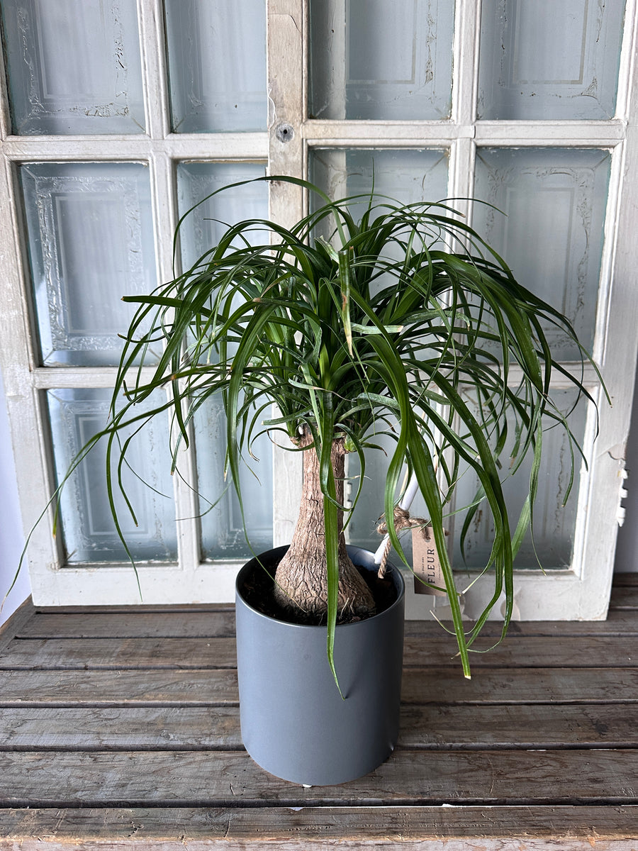 Beaucarnea ou Pied d' éléphant (cache-pot inclus) – Il était une fleur